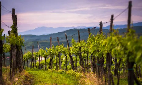 Rebula/Chardonnay, Gasper 2023